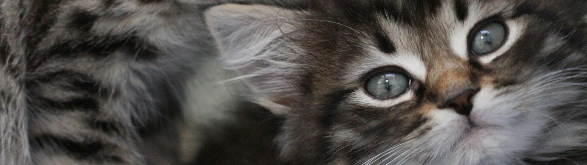 The Mayhew Animal Home receives a special delivery - Mayhew