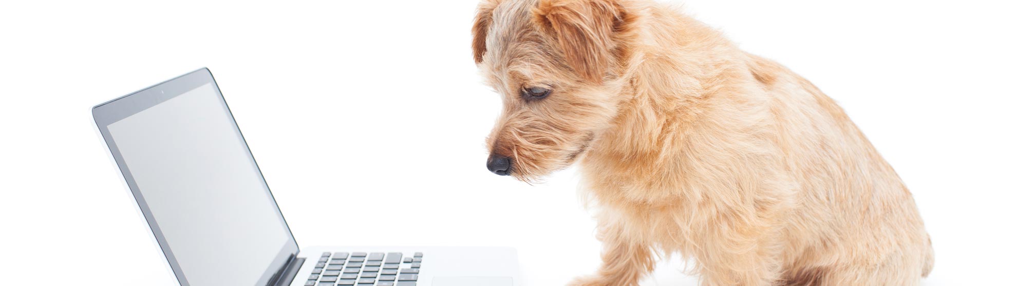 First TV ad for The Mayhew Animal Home - Mayhew