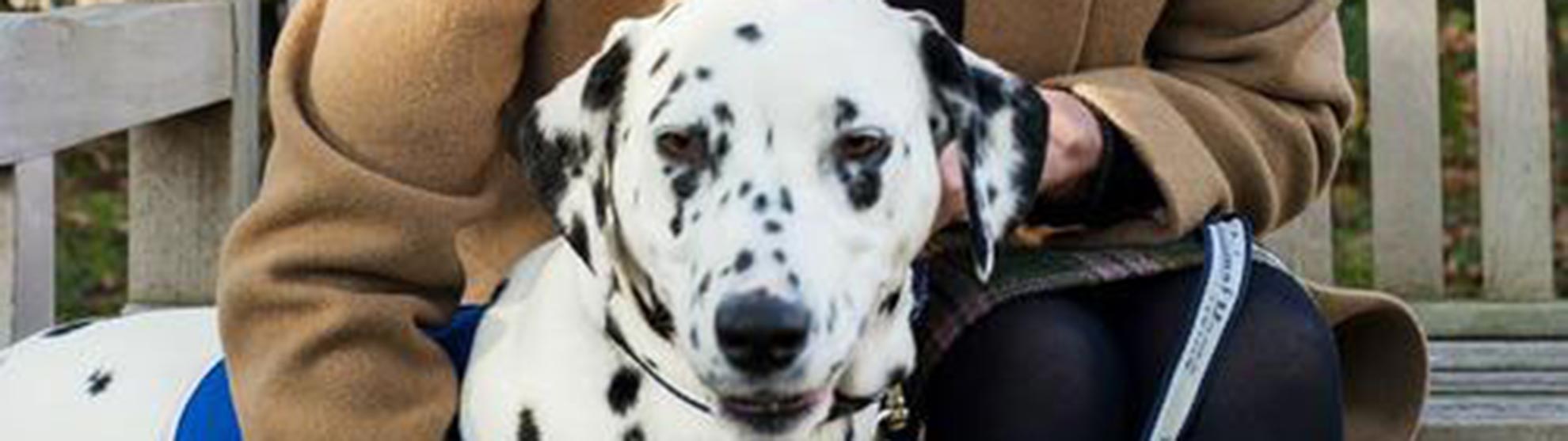 Purdey meets Purdy - Mayhew