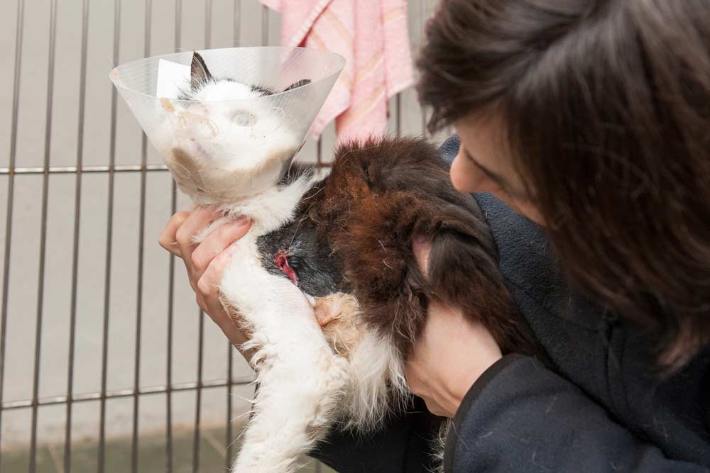 URGENT APPEAL: Some people treat animals like this - Mayhew