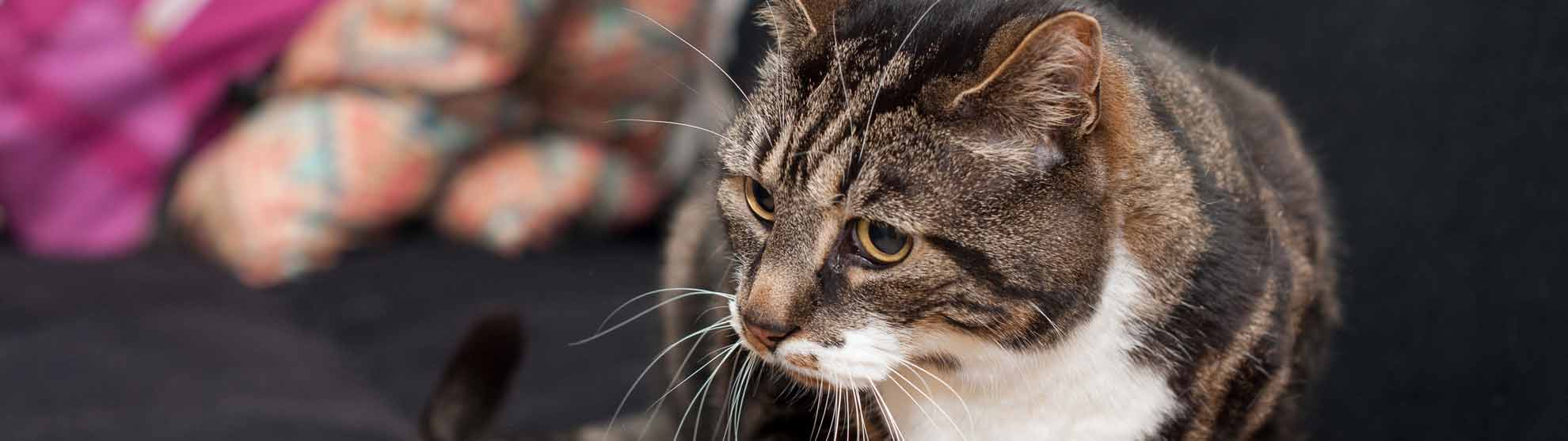 The Mayhew Turns Fat Cat Slim - Mayhew