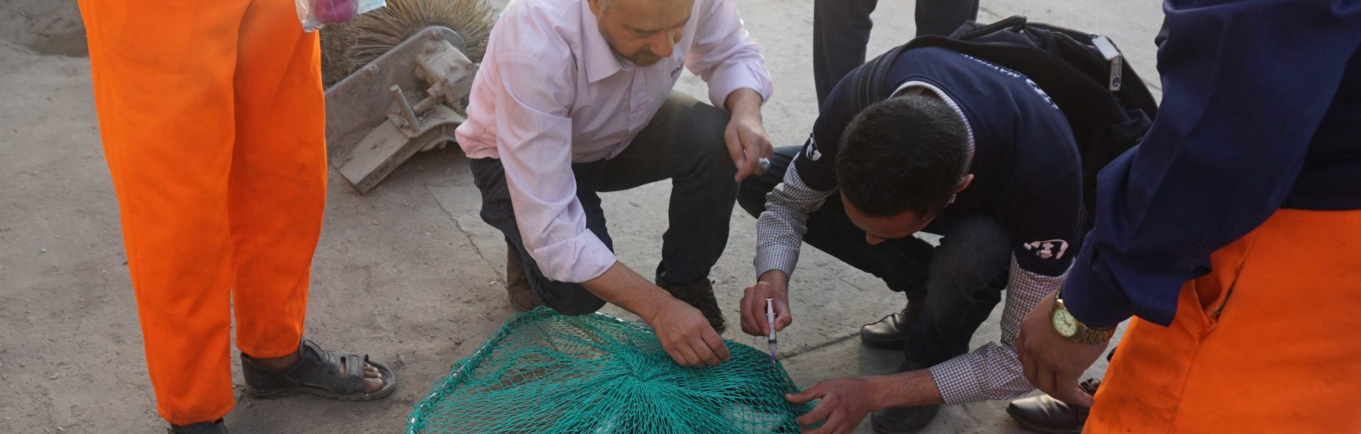 First Day of Mass Rabies Vaccination programme in Kabul, Afghanistan ...