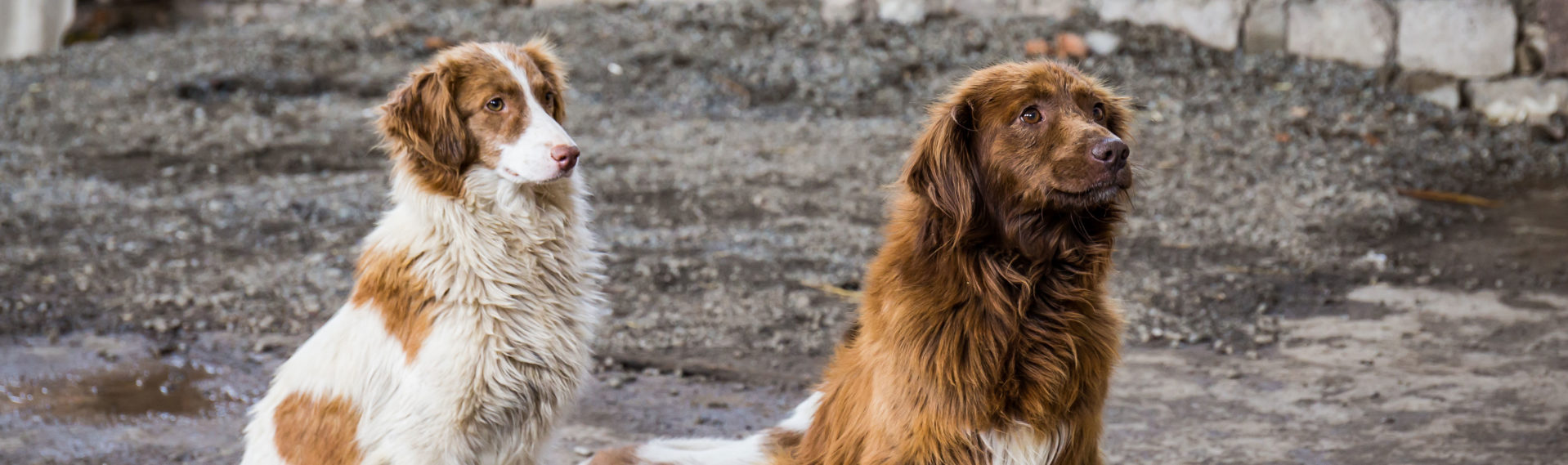 Mayhew International Newsletter Autumn/Winter 2017 - Mayhew