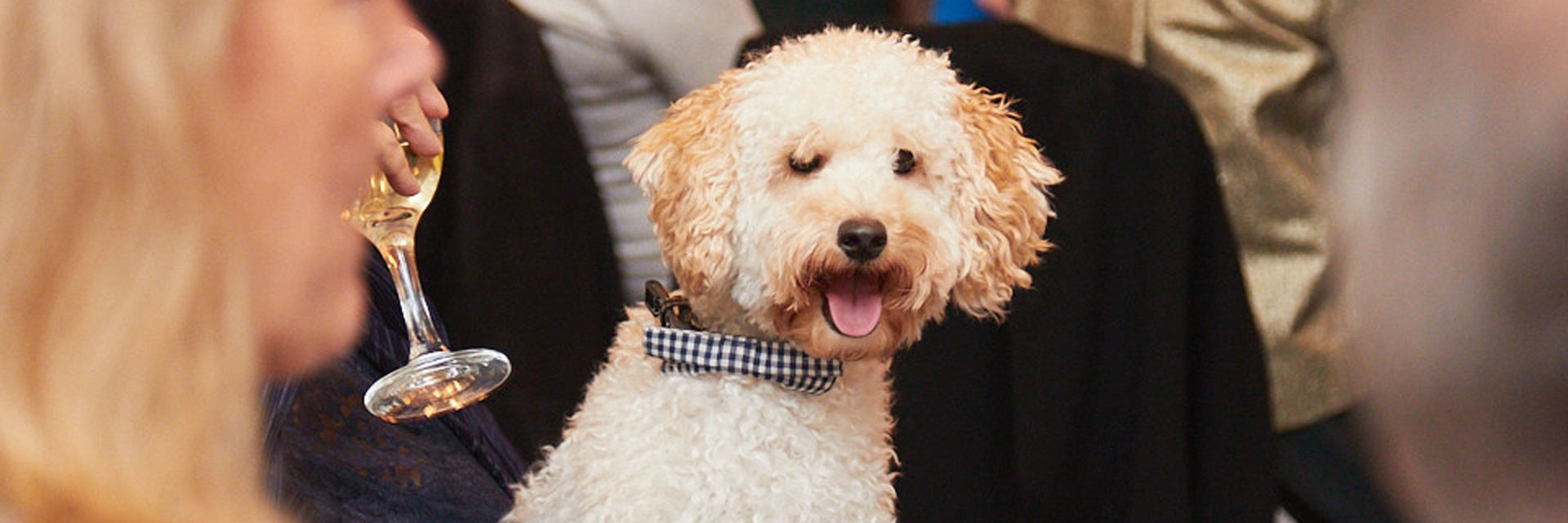 Walk the Red Carpet at Mayhew’s Tinsel & Tails - Mayhew