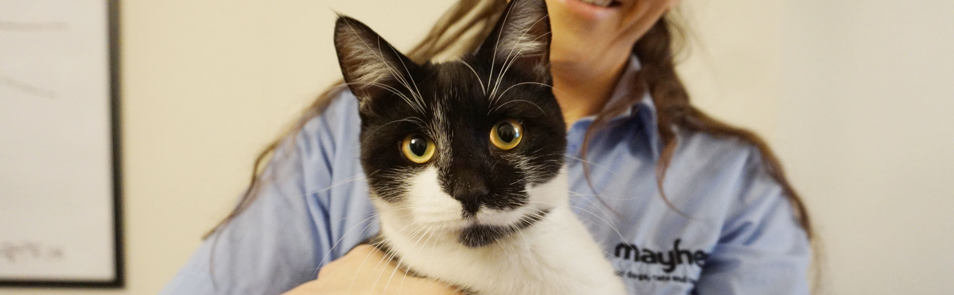 Kitten Abandoned after Being Bought on App - Mayhew