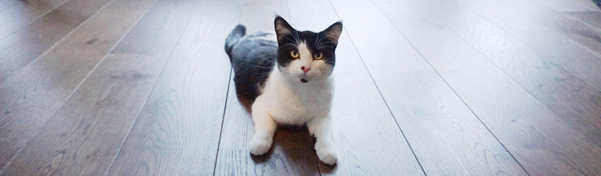 Cat Purchased Online Now Needs New Home - Mayhew