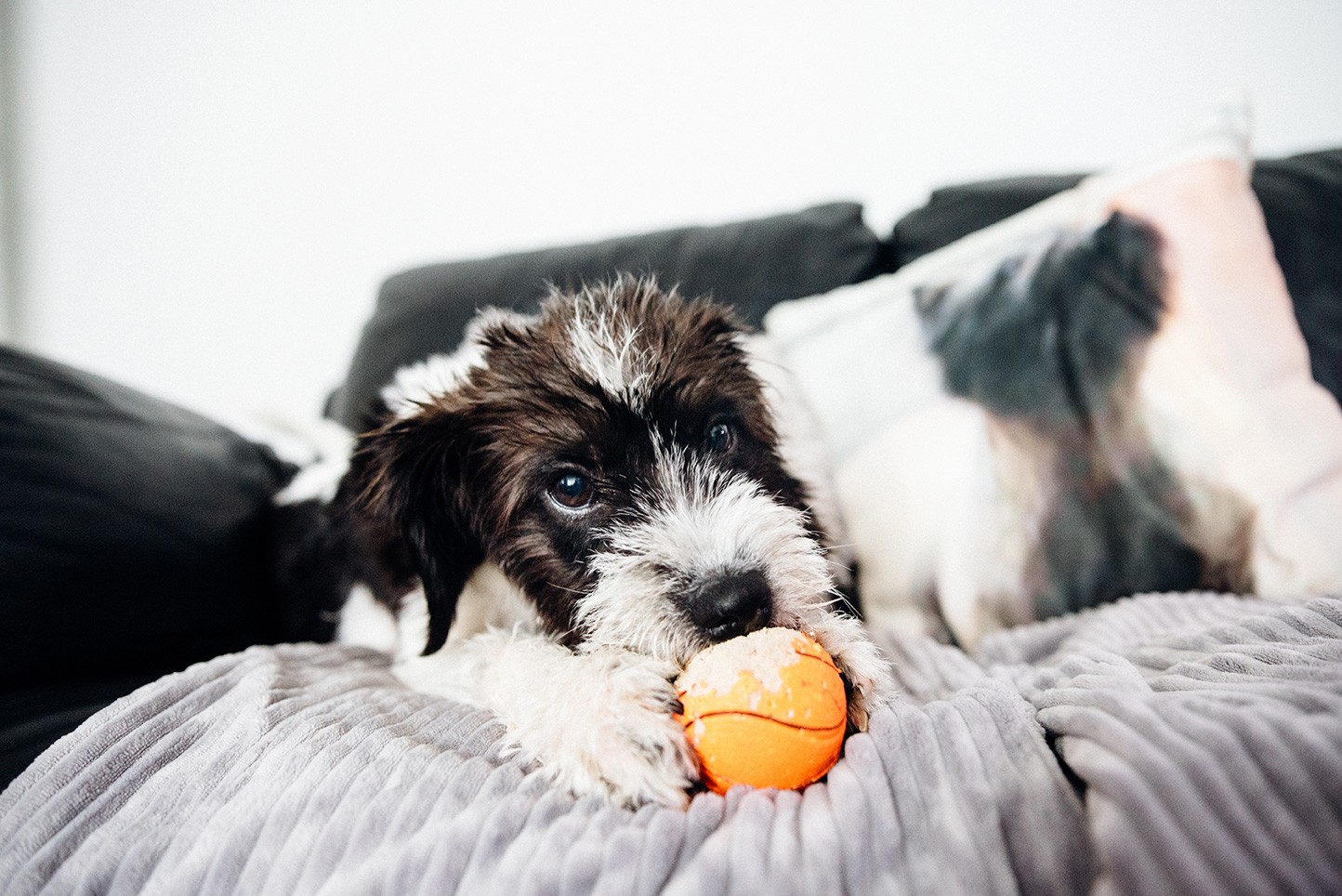 A pup-date from Rascal - Mayhew