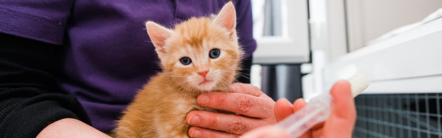 Special summer neutering offer at Mayhew - Mayhew