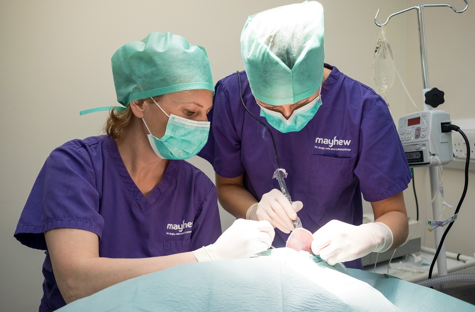 French Bulldog found suffering with multiple problems including an ...