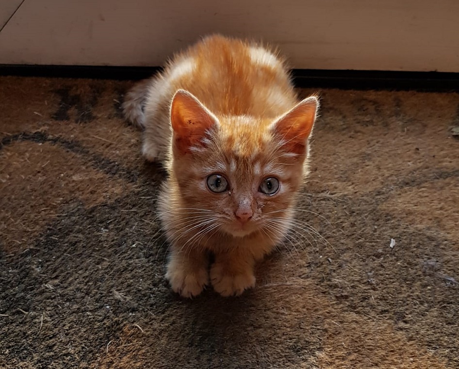 Emaciated and severely dehydrated kitten discovered in derelict garden ...