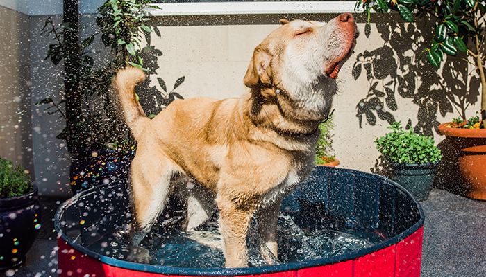 What breed of dog are you? - Mayhew