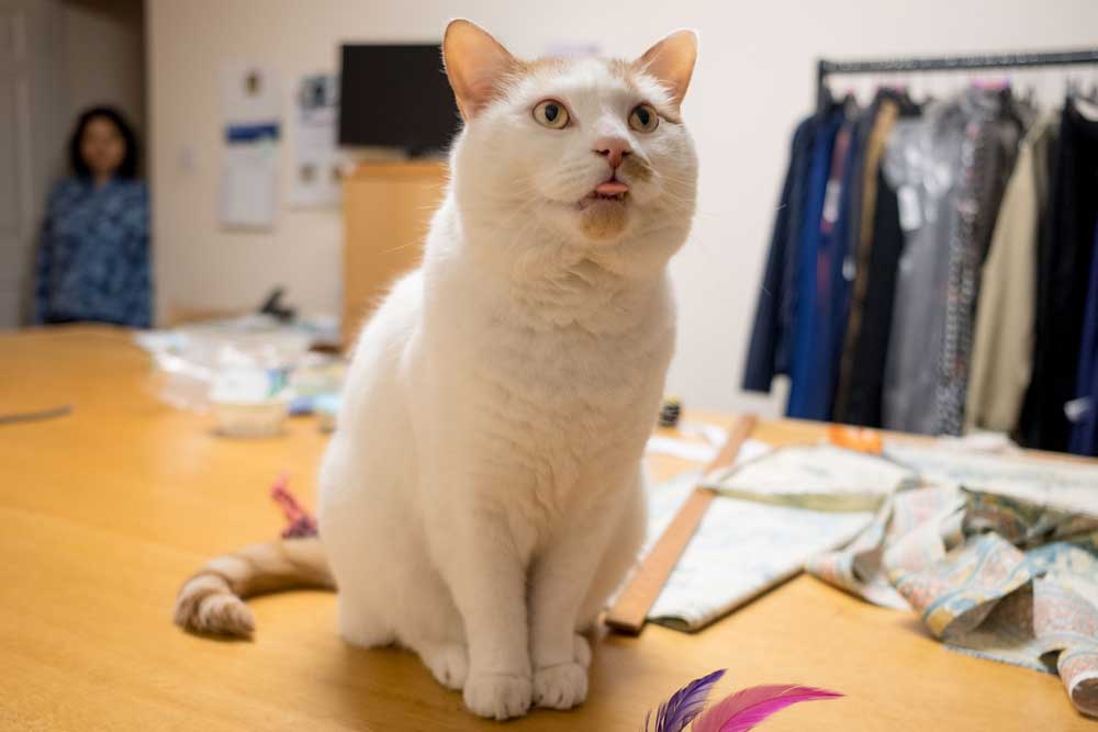 Mayhew’s longest staying cat finally finds a home with Eastenders actor ...