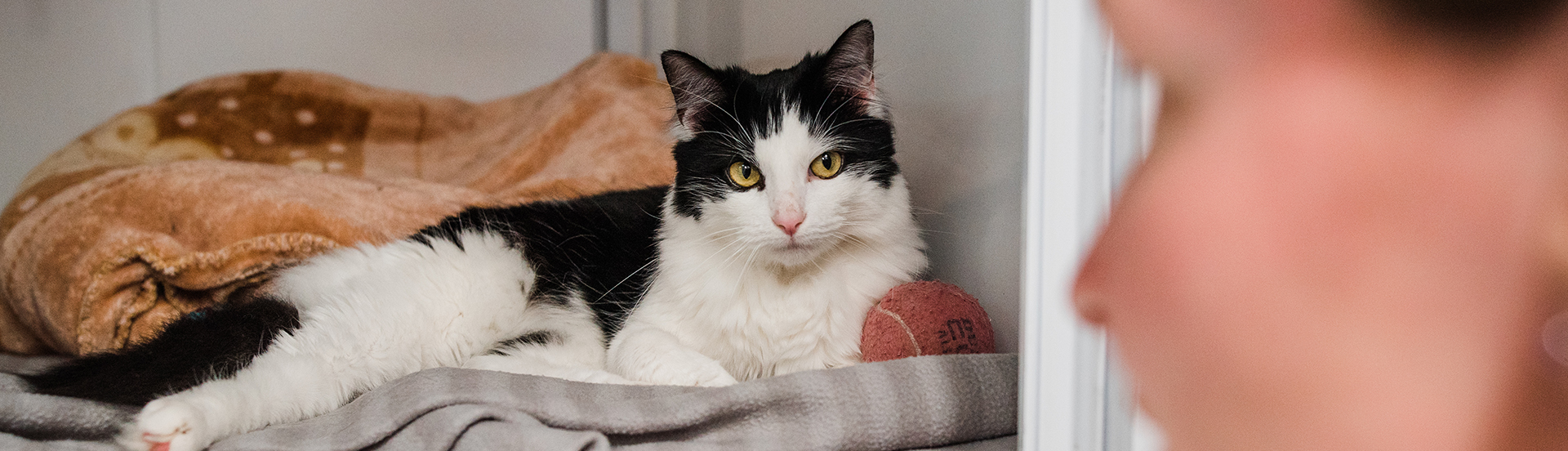 Ask the expert: cat communication - Mayhew