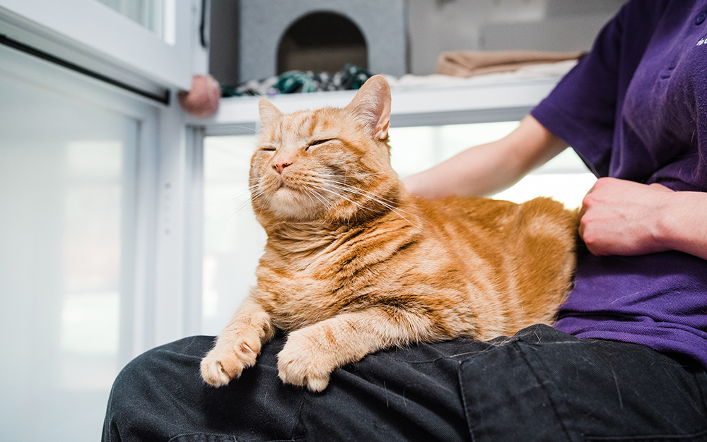 Ask the expert: cat communication - Mayhew