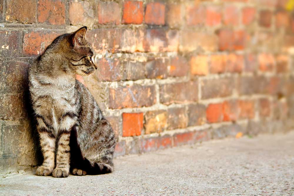 A quick guide to feral cat care - Mayhew