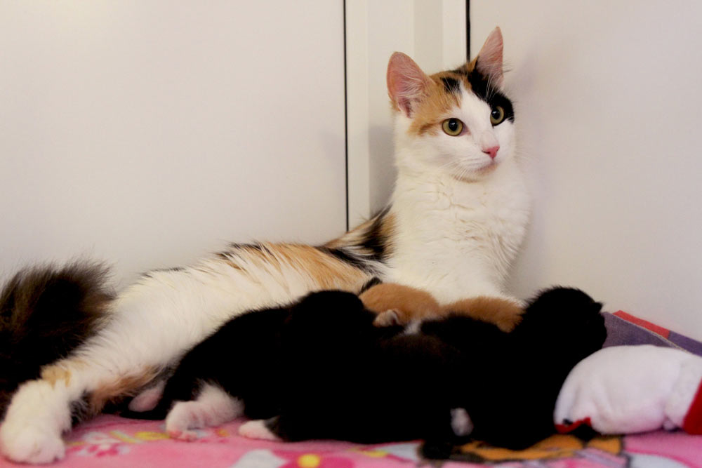 Cat owner overwhelmed with cats and kittens - Mayhew