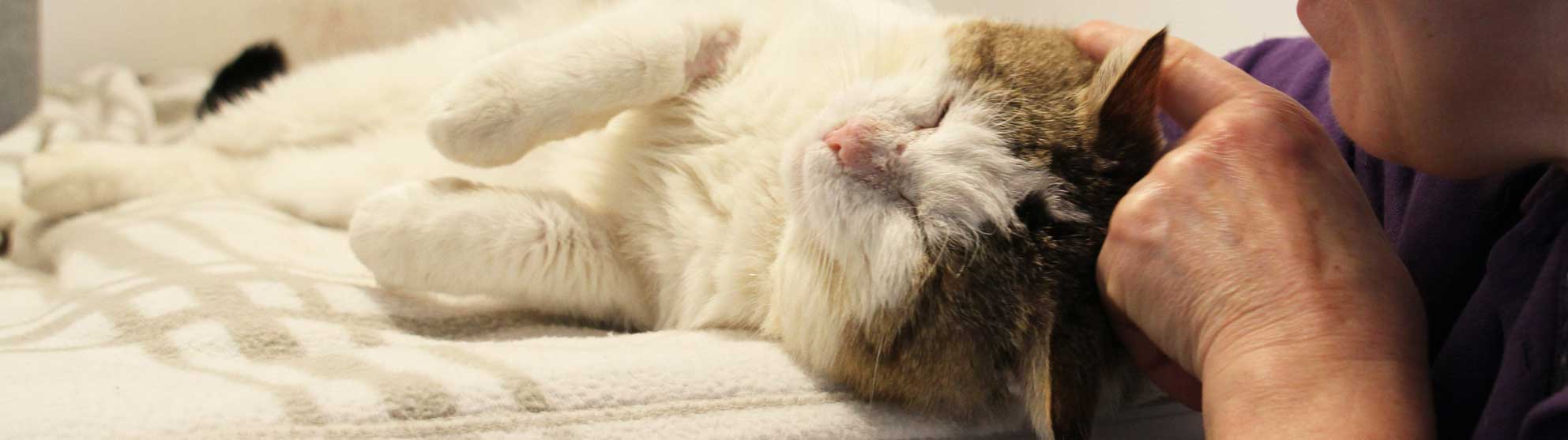 Gentle tom-cat finally finds love - Mayhew