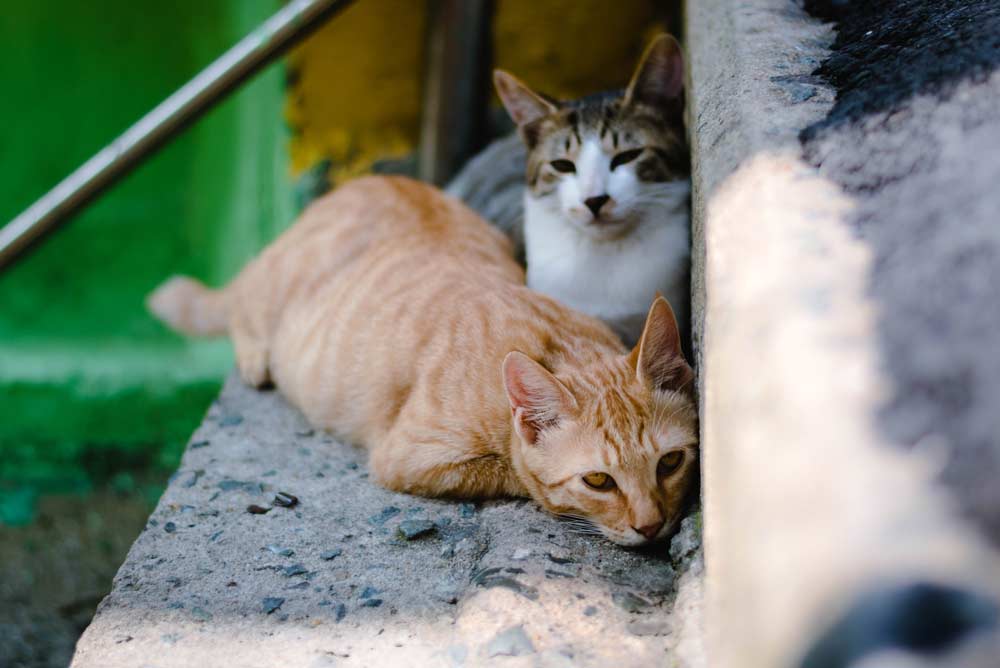 Overrun with kittens - Mayhew