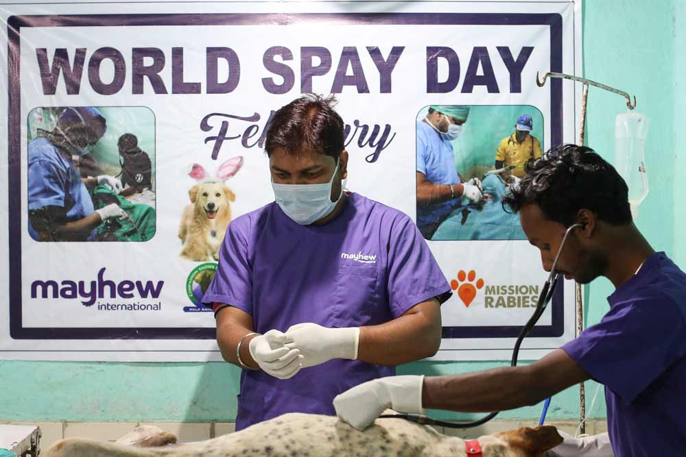 Spotlight on India - Mayhew