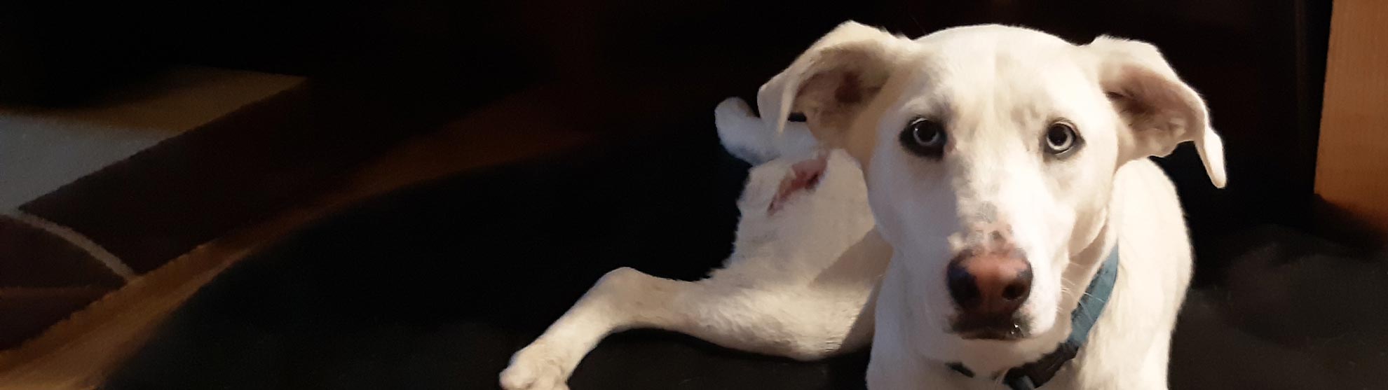 Stray dog finds new life in United States - Mayhew