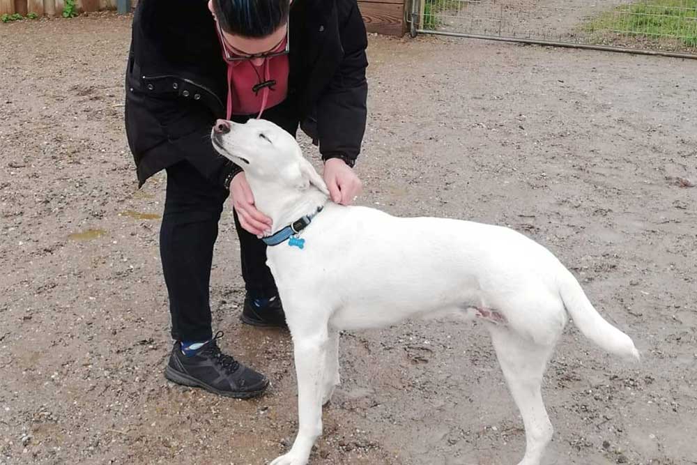 Stray dog finds new life in United States - Mayhew