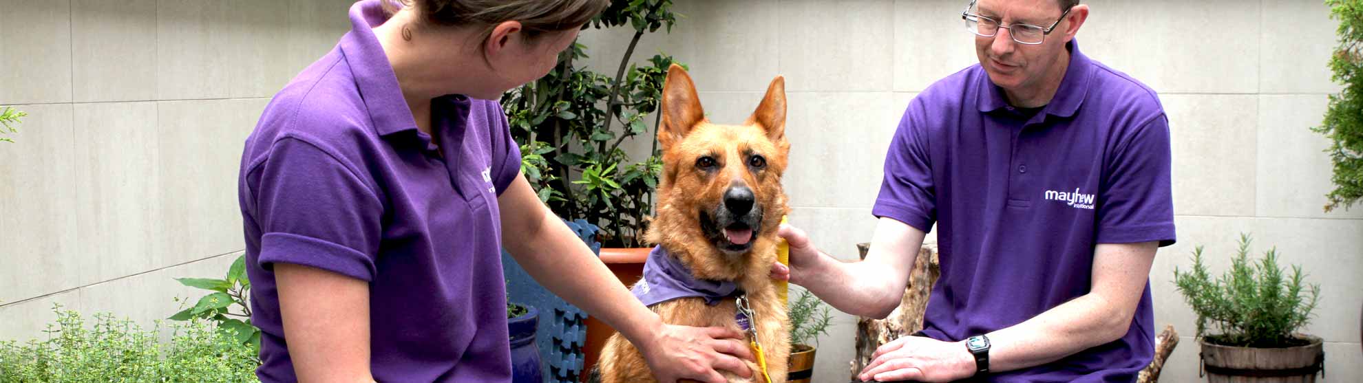 How to approach a dog - Mayhew