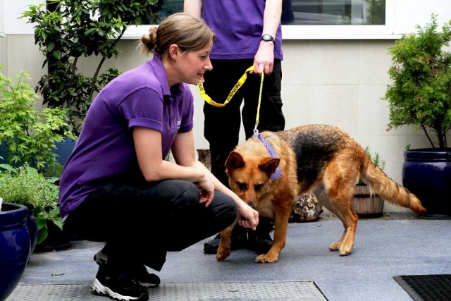 How to approach a dog - Mayhew
