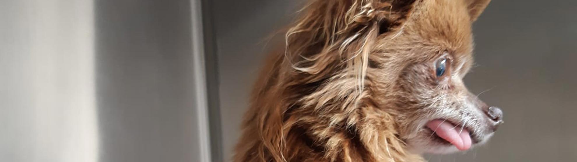 Coco’s Story: The sad side of working behind-the-scenes in a rescue ...