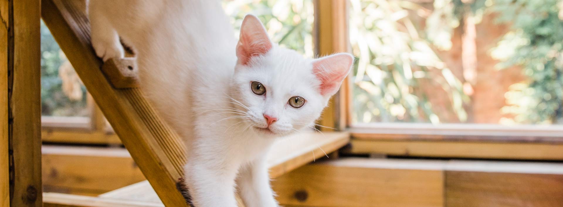 Work experience with cats is pawsitively marvellous - Mayhew