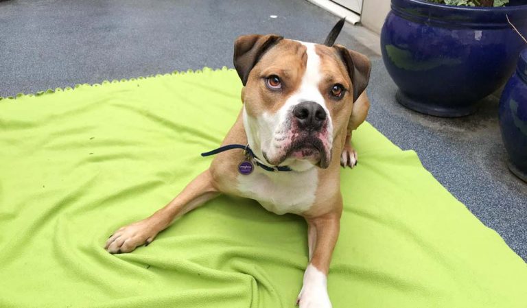 Celebrating International Dog Day - Mayhew