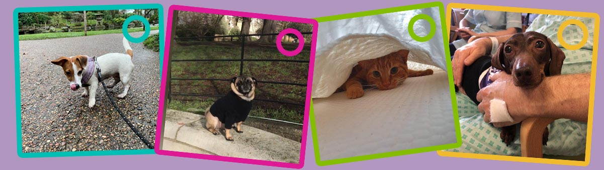 From shelter animal to Instagram superstar - Mayhew