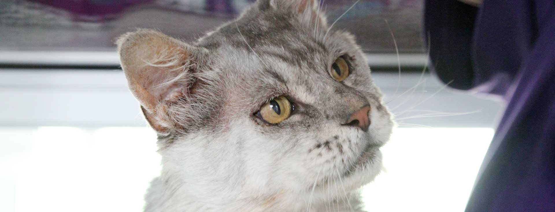 The Adventures of Aslan the Norwegian Forest cat - Mayhew