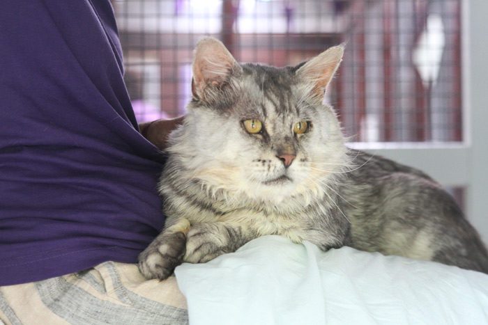 The Adventures of Aslan the Norwegian Forest cat - Mayhew