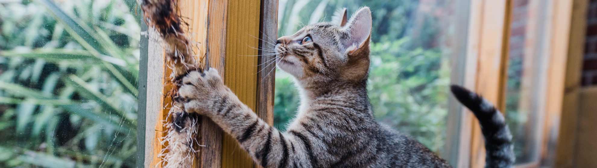 Enriching your cat's life - Mayhew