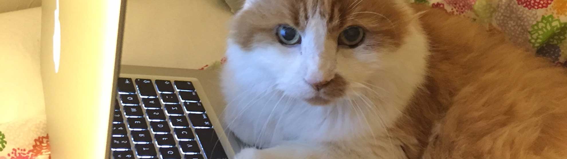 A tribute to the 'world's most beautiful cat' - Mayhew