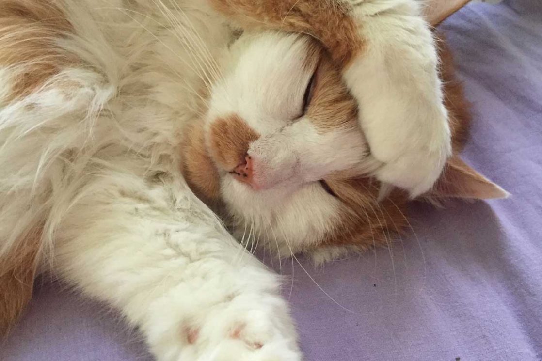 A tribute to the 'world's most beautiful cat' - Mayhew