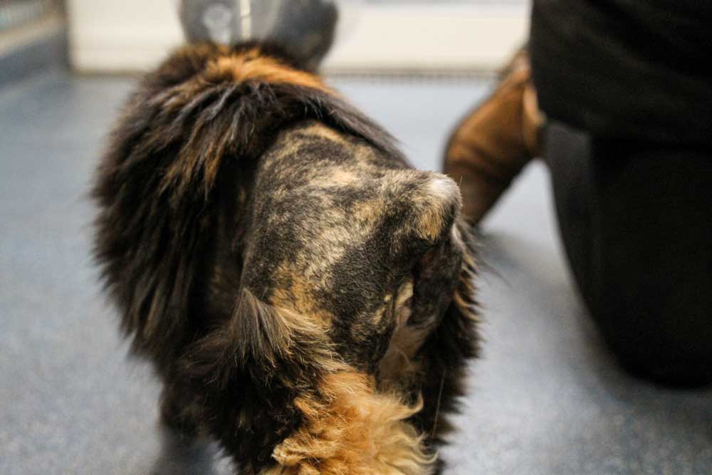 The mystery of Mimi’s missing tail - Mayhew