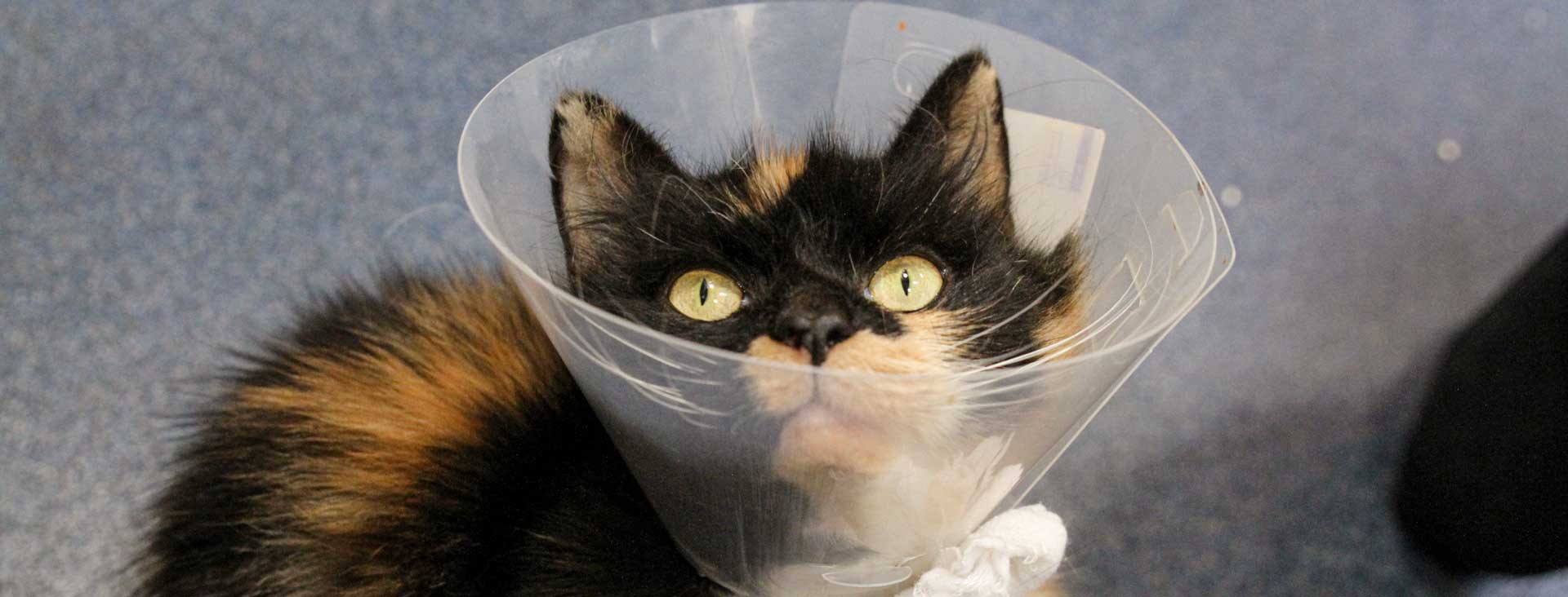 The mystery of Mimi’s missing tail - Mayhew