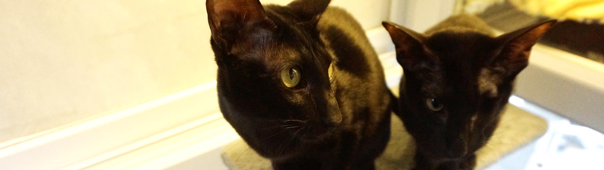 Inseparable brothers find their ‘happily ever after’ in time for ...