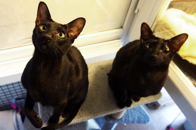 Inseparable brothers find their ‘happily ever after’ in time for ...