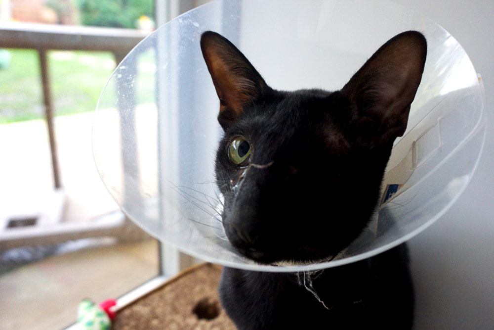 Inseparable brothers find their ‘happily ever after’ in time for ...