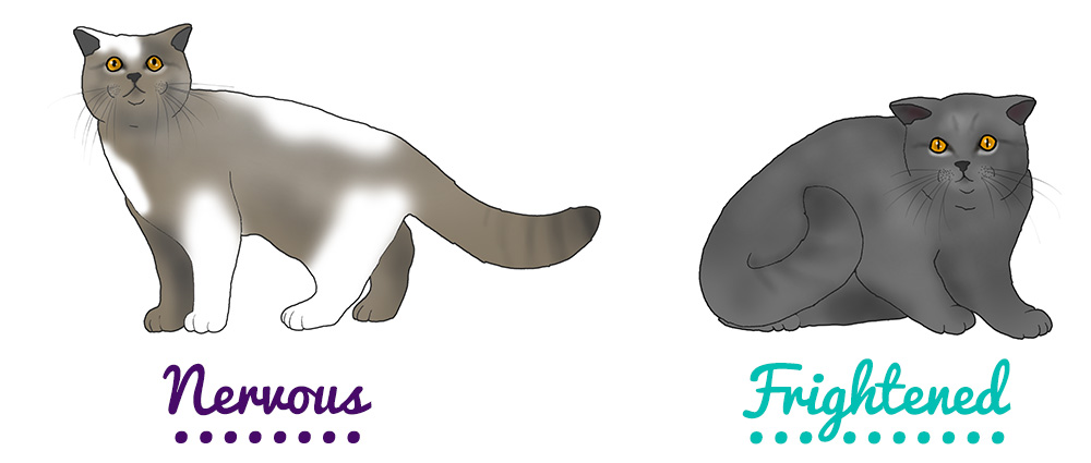 Interpreting your cat's behaviour - Mayhew
