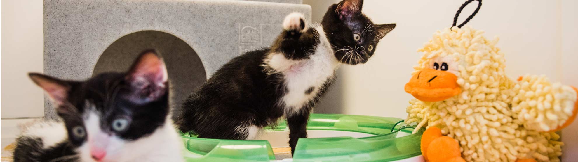 Enrichment ideas for your cats and dogs - Mayhew