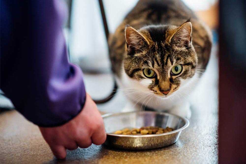 Managing your pet's weight - Mayhew