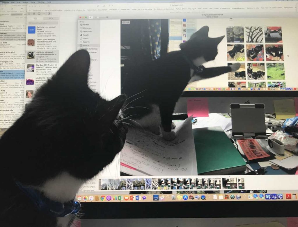 Work from Home Pet Awards - Mayhew