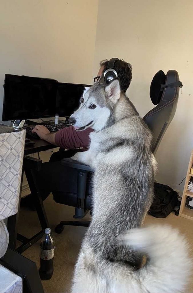 Work from Home Pet Awards - Mayhew