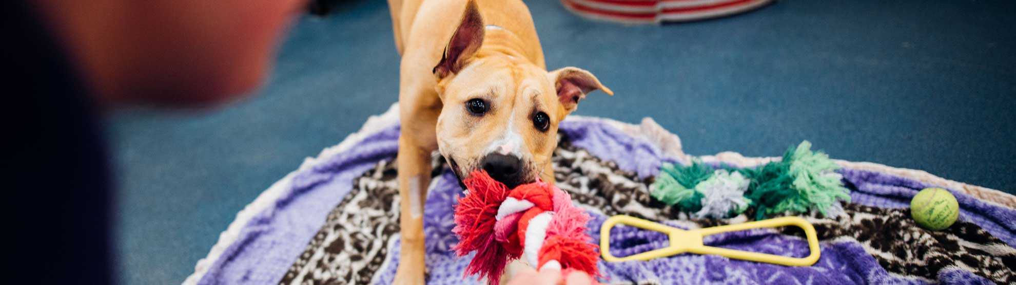 How to make a rope toy for your dog - Mayhew