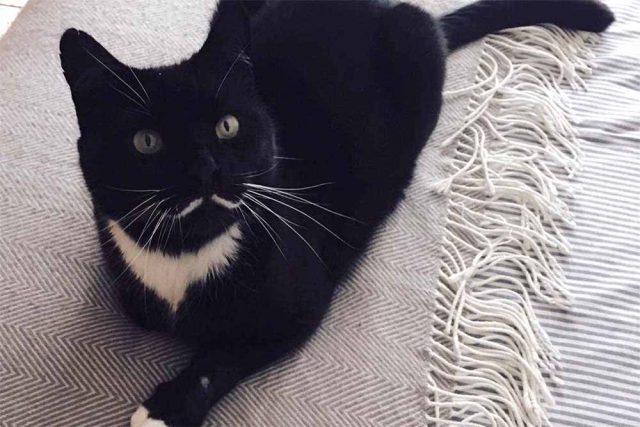 Meet Mickie - the cat who stole our heart when we stepped in to lend a ...