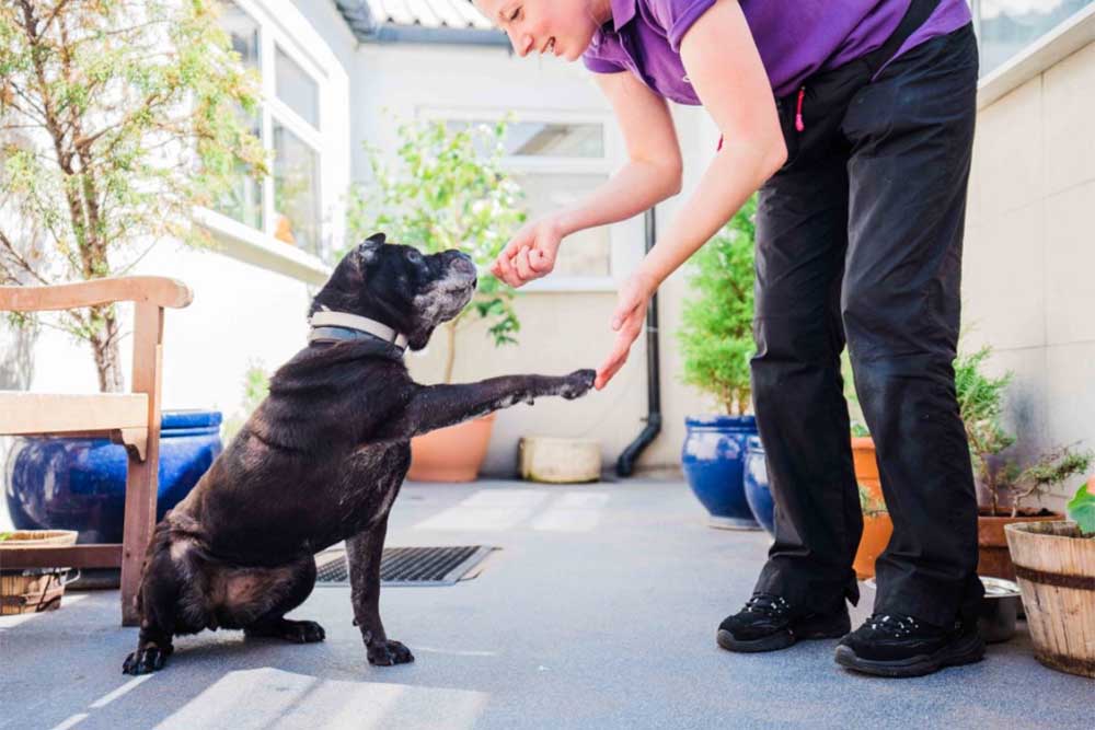 Bella Boo’s battle with lockdown loneliness - Mayhew