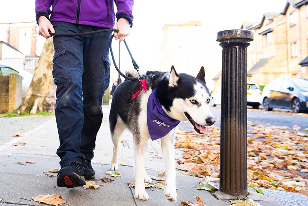 How to help your dog cope with new post-lockdown routines - Mayhew
